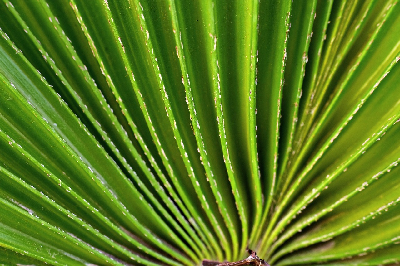 Daun Kipas Radial Tanaman Drum - Foto gratis di Pixabay - Pixabay
