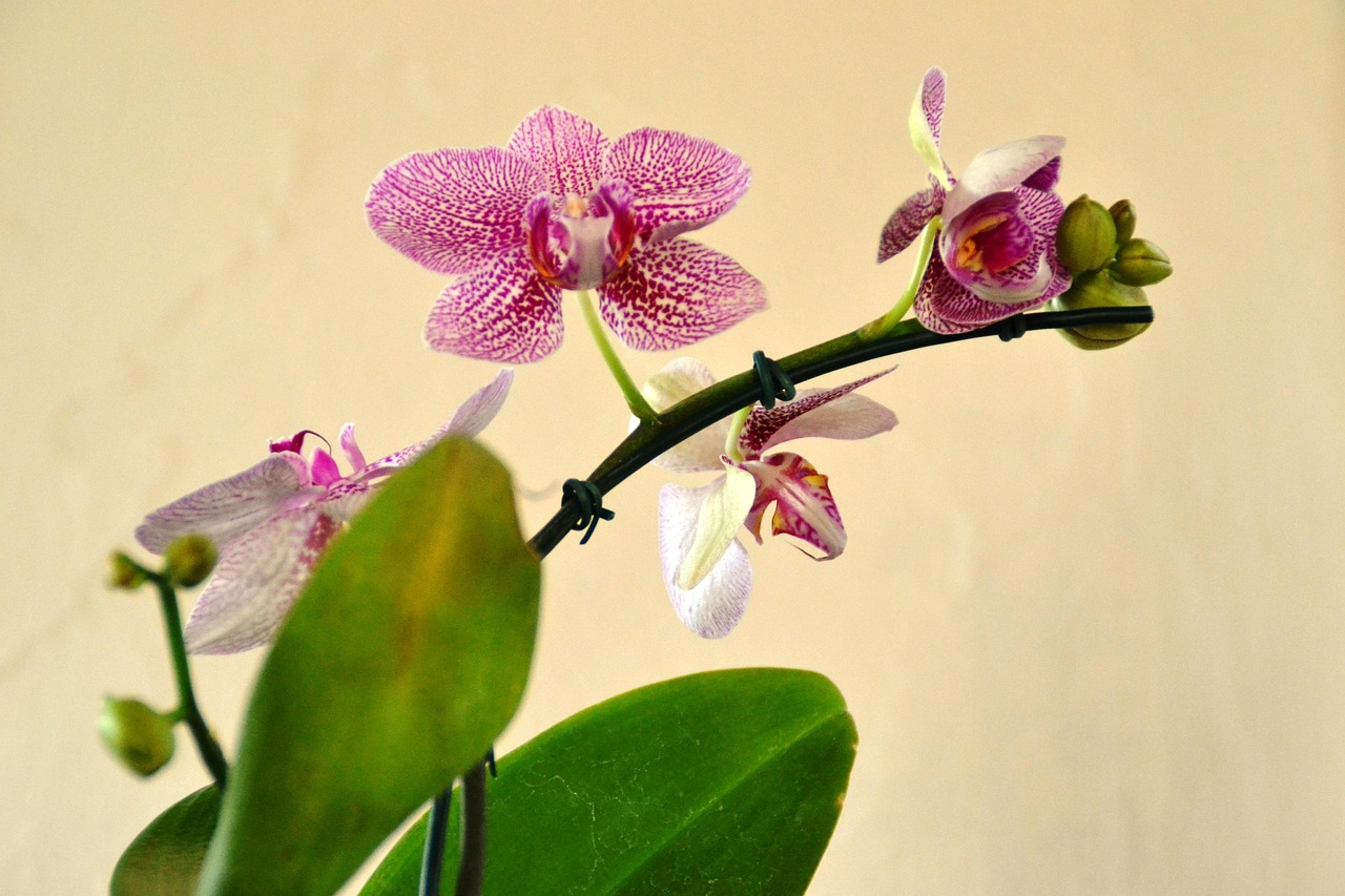 Orquidea Flor Natureza Foto Gratuita No Pixabay Pixabay Orquidea Flor Natureza Foto Gratuita No Pixabay Pixabay