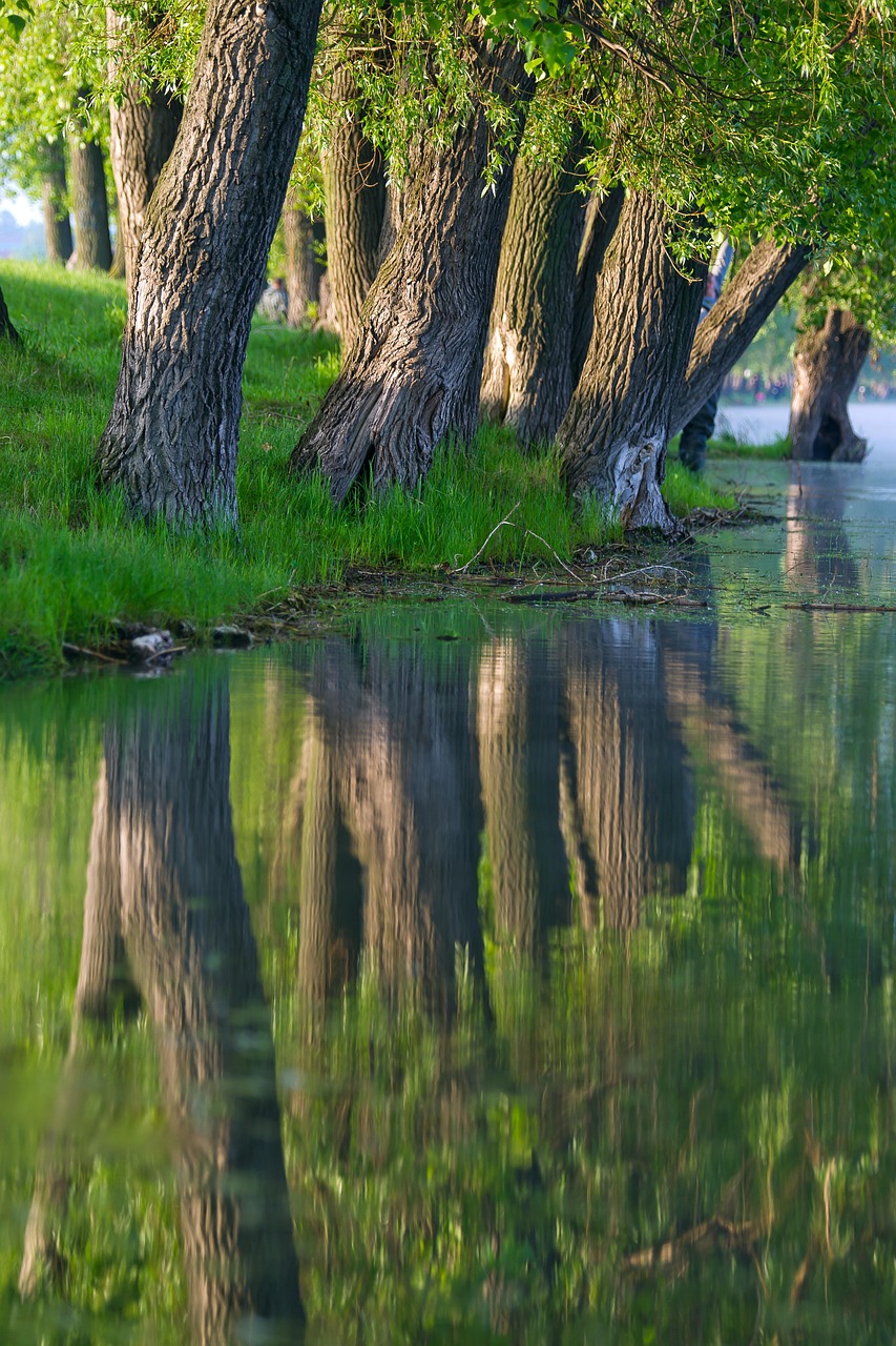 Nature Water Morning - Free photo on Pixabay - Pixabay