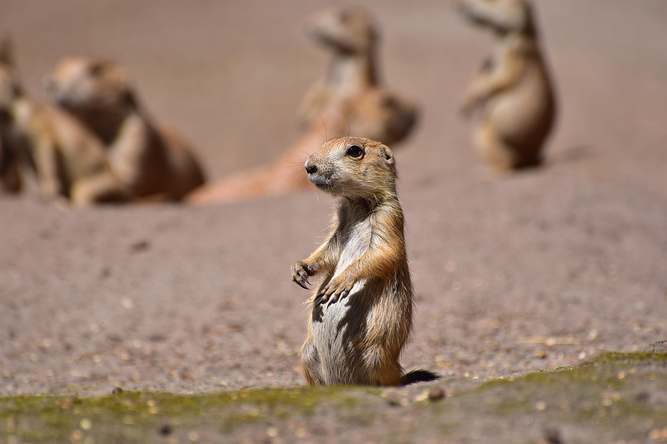 Prairie Dogs Cub Guard - Free photo on Pixabay - Pixabay
