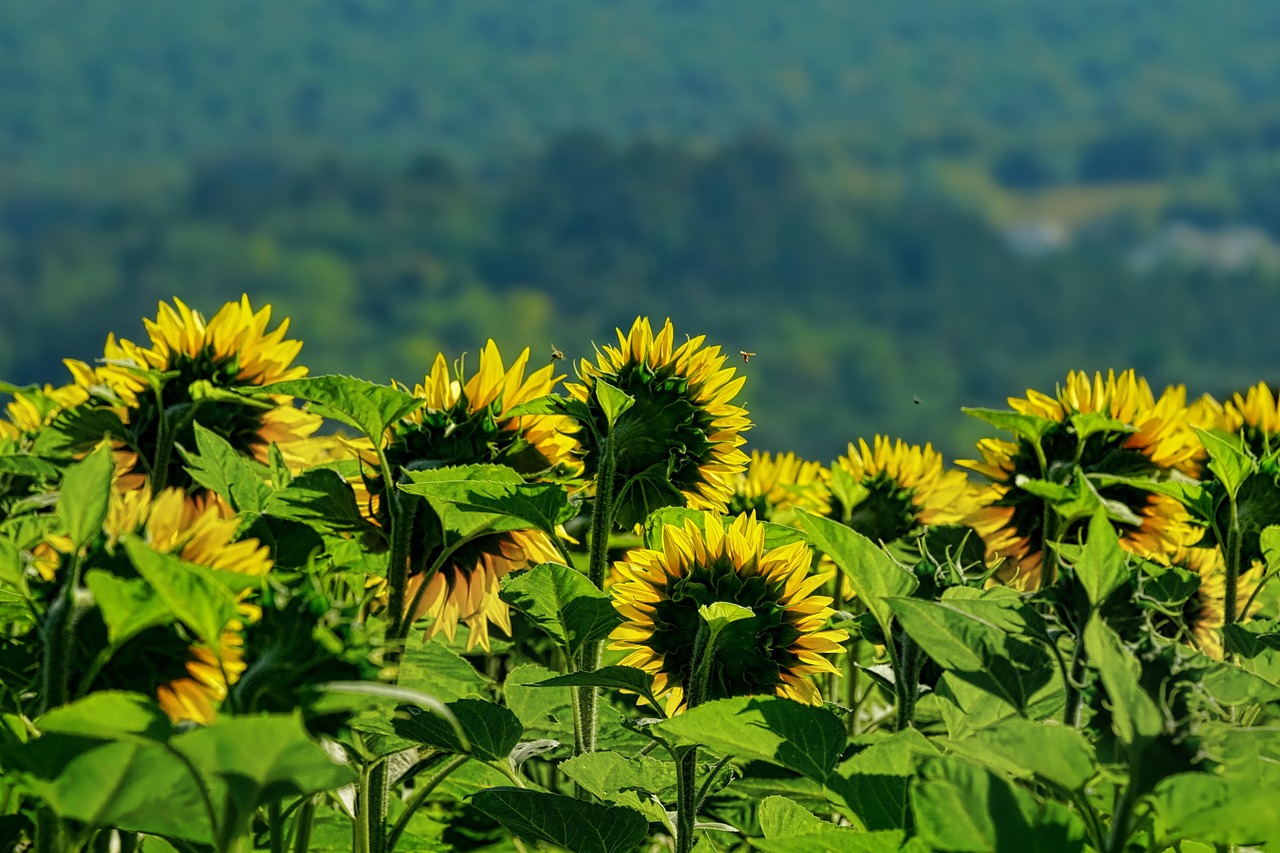 10,000+ Free Girasoles & Sunflowers Images - Pixabay