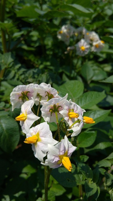 Flower Of Potato Food Pimfrit - Free photo on Pixabay - Pixabay