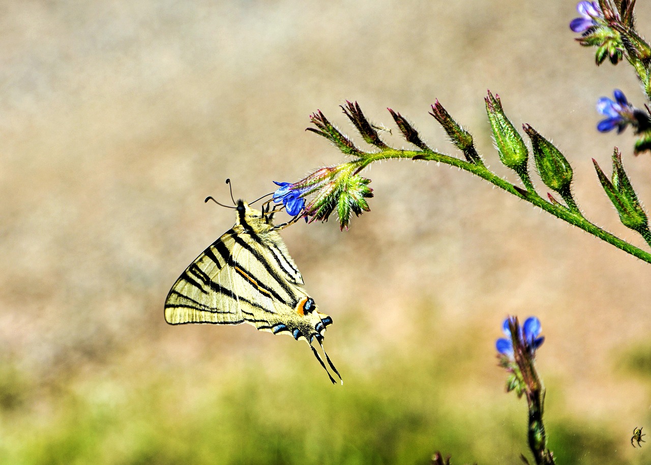 Butterfly Swallow Tail Bug - Free photo on Pixabay - Pixabay