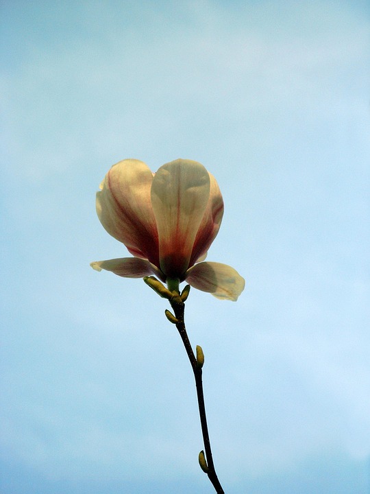 Magnolia Flowers Nature - Free photo on Pixabay