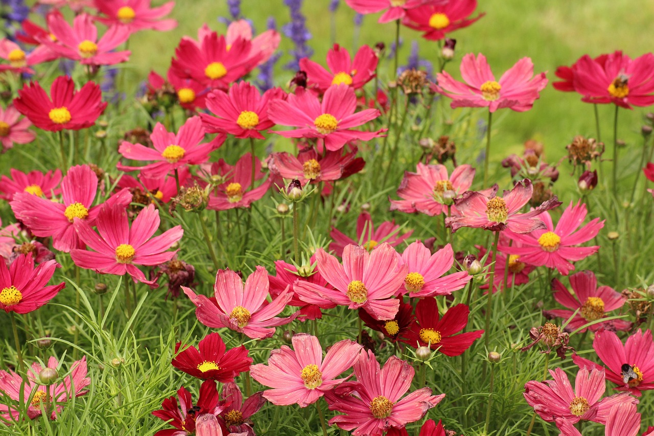 Flowers Vegetation Cosmos - Free photo on Pixabay