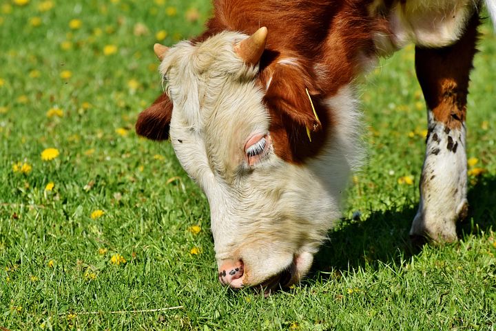 800+ Free Dairy Cows & Cow Photos - Pixabay