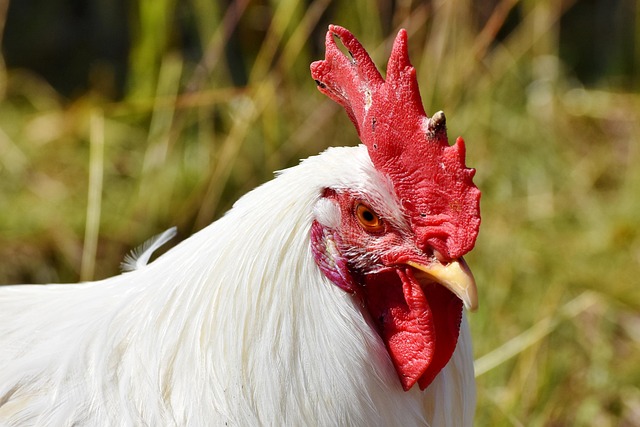 Más de 8 000 imágenes gratis de Pepe El Pollo y Pollo - Pixabay
