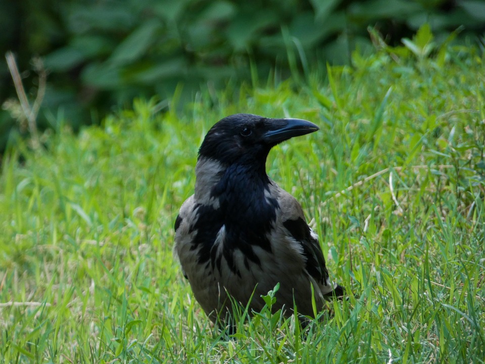 Krähe Vogel Die - Kostenloses Foto auf Pixabay