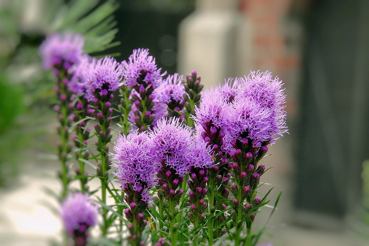 Cardo Mariano Ricamente Planta El - Foto gratis en Pixabay - Pixabay