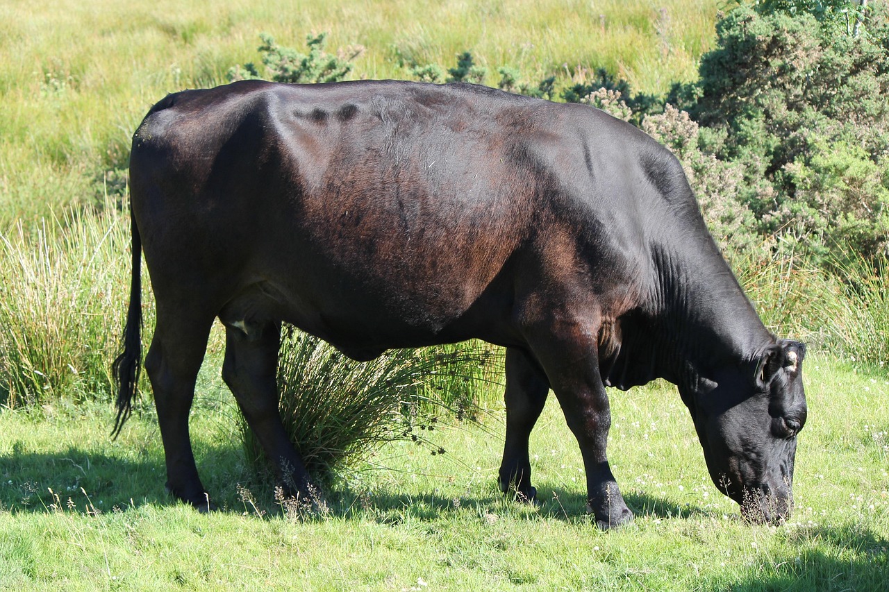Cow Bovine Animal - Free photo on Pixabay