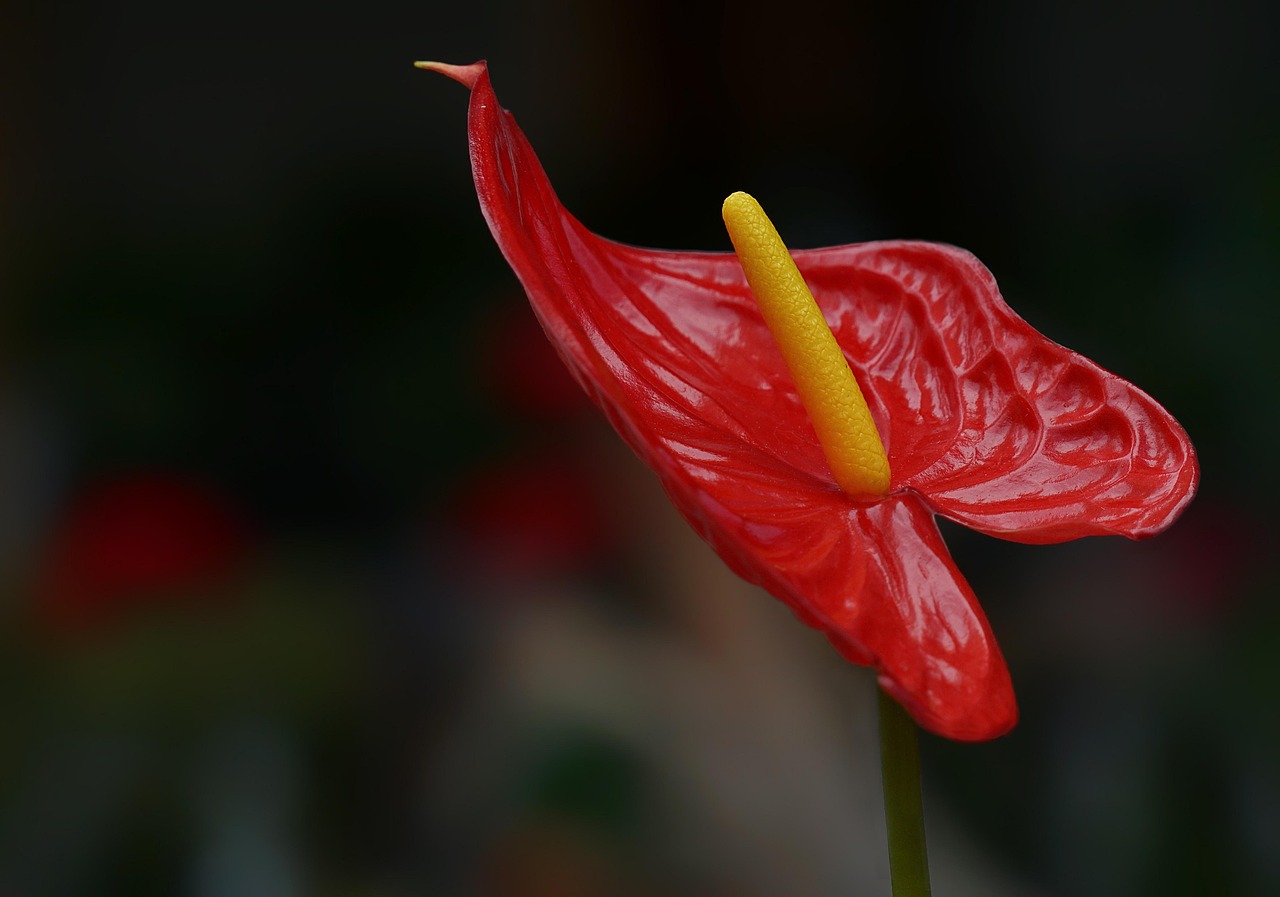 Calla Lily Bunga-Bunga Kebun - Foto gratis di Pixabay - Pixabay