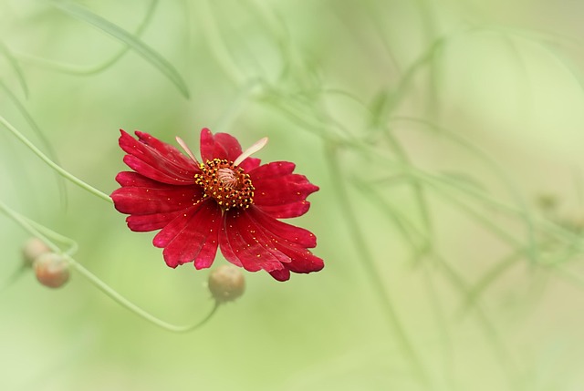 Red Delight Blumen Rot - Kostenloses Foto auf Pixabay - Pixabay