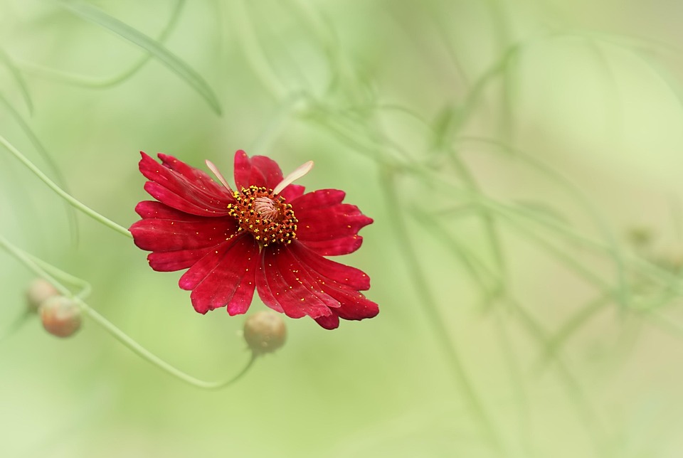 Red Delight Blumen Rot - Kostenloses Foto auf Pixabay - Pixabay