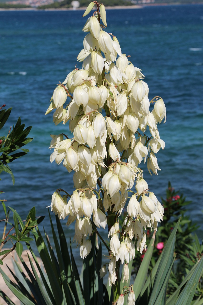 Fleur Blanche - Photo gratuite sur Pixabay - Pixabay
