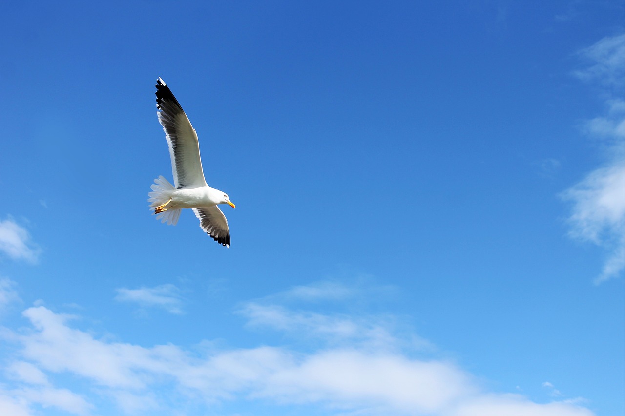 500+ Free Soar & Soaring Images - Pixabay