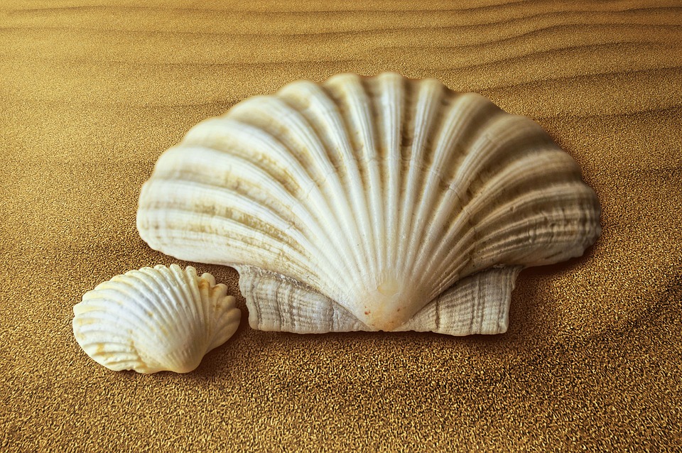 Shells Oyster Mollusk - Free photo on Pixabay