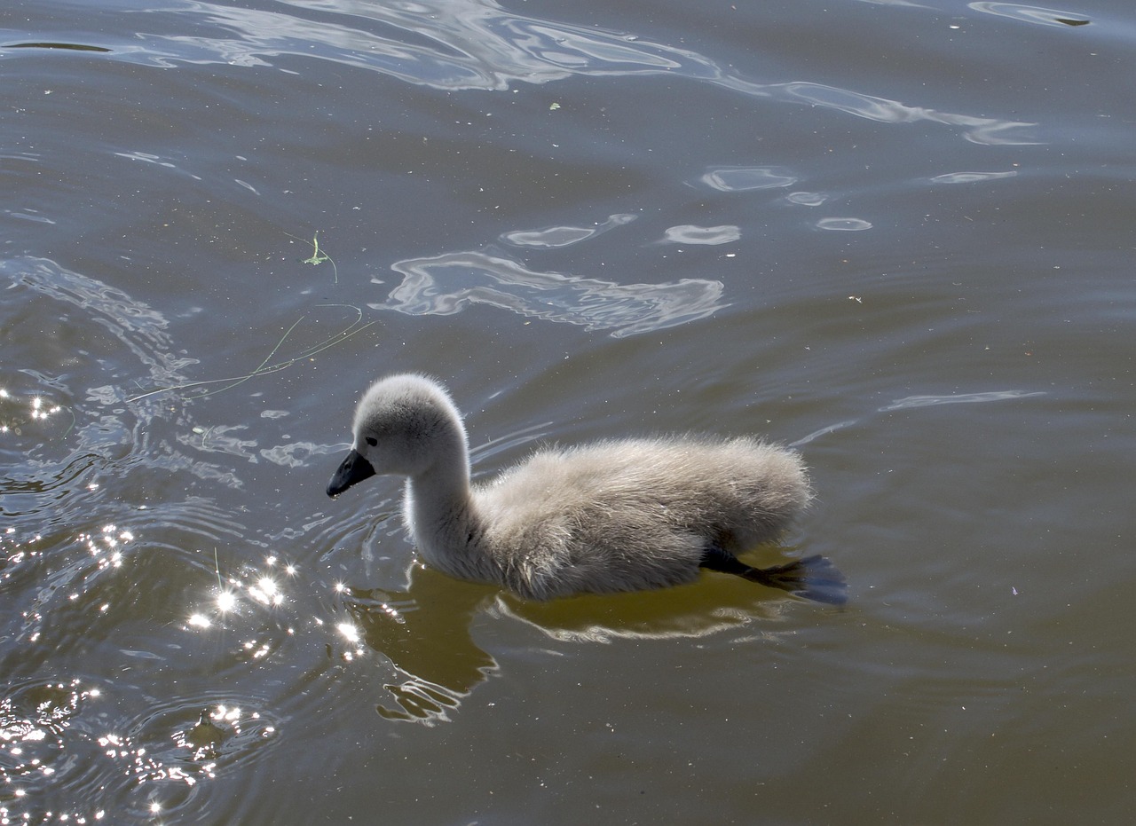 Swan Chick Ducks Duck - Free photo on Pixabay - Pixabay