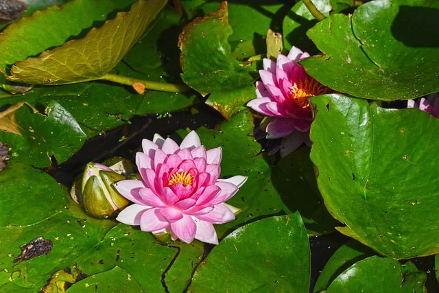 Nenúfar Flor Planta Acuática · Foto gratis en Pixabay