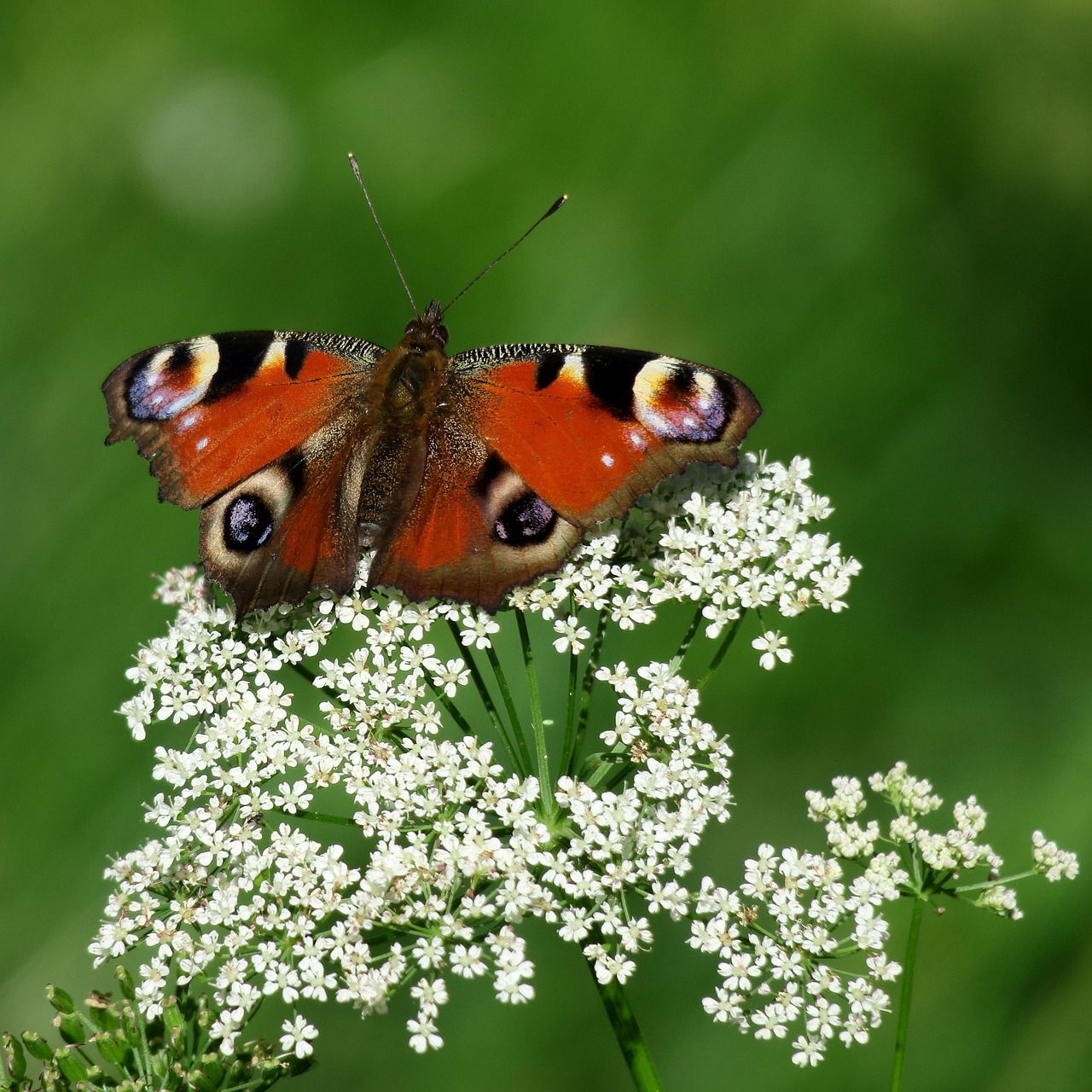 Papillon Oeil De Paon Insecte - Photo gratuite sur Pixabay - Pixabay