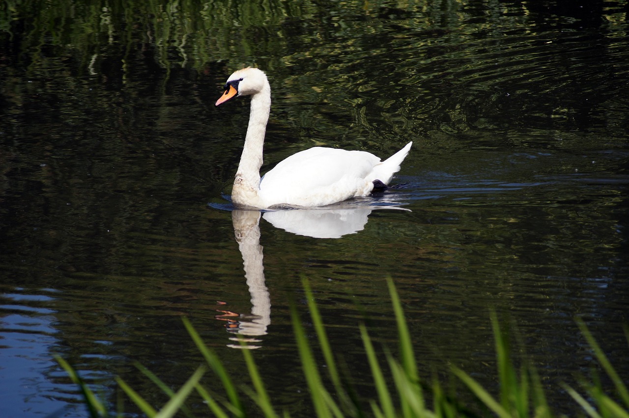 Cisne Animal Agua - Foto gratis en Pixabay - Pixabay