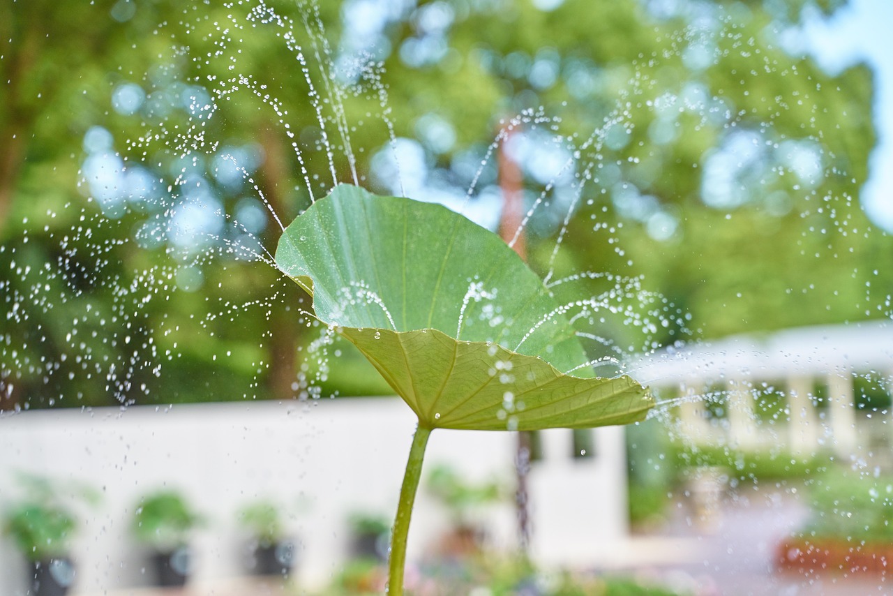 Lotus Plante Feuille De - Photo gratuite sur Pixabay - Pixabay
