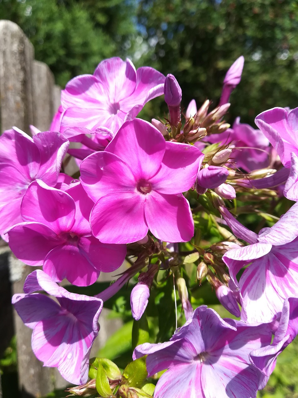 Flowers Phlox Purple Flower - Free photo on Pixabay - Pixabay