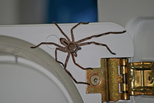 Huntsman Edderkopp Laurent Hesemans | Huntsman Spider (Sparassidae)