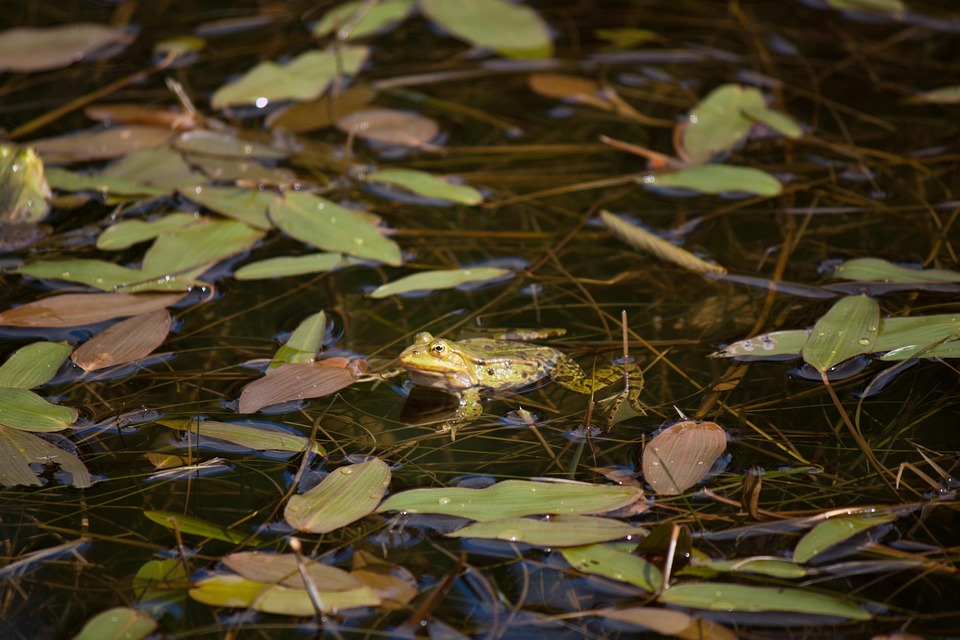 Katak Kolam Air - Foto gratis di Pixabay - Pixabay