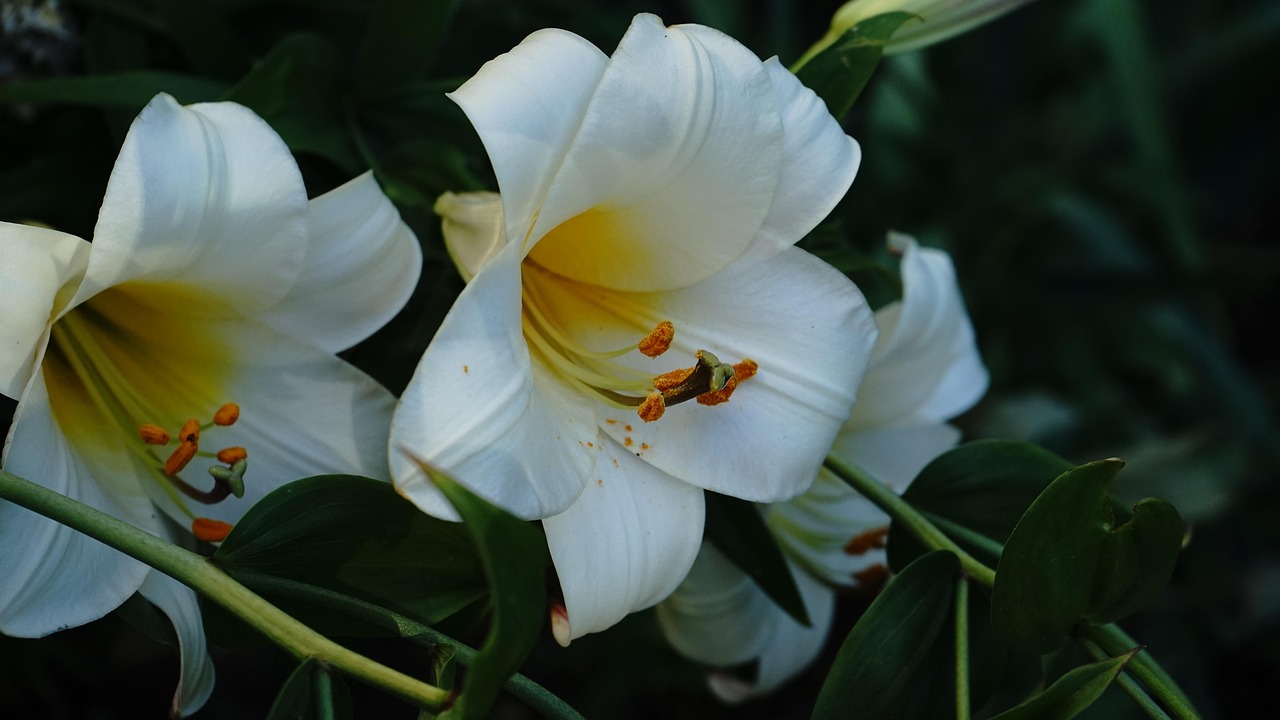Kebun Bunga Bakung Bloom - Foto gratis di Pixabay - Pixabay
