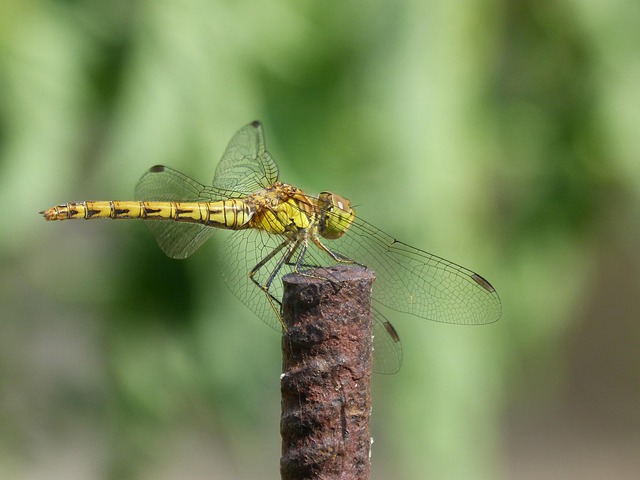 Ibélula Yellow Dragonfly Detail - Free photo on Pixabay