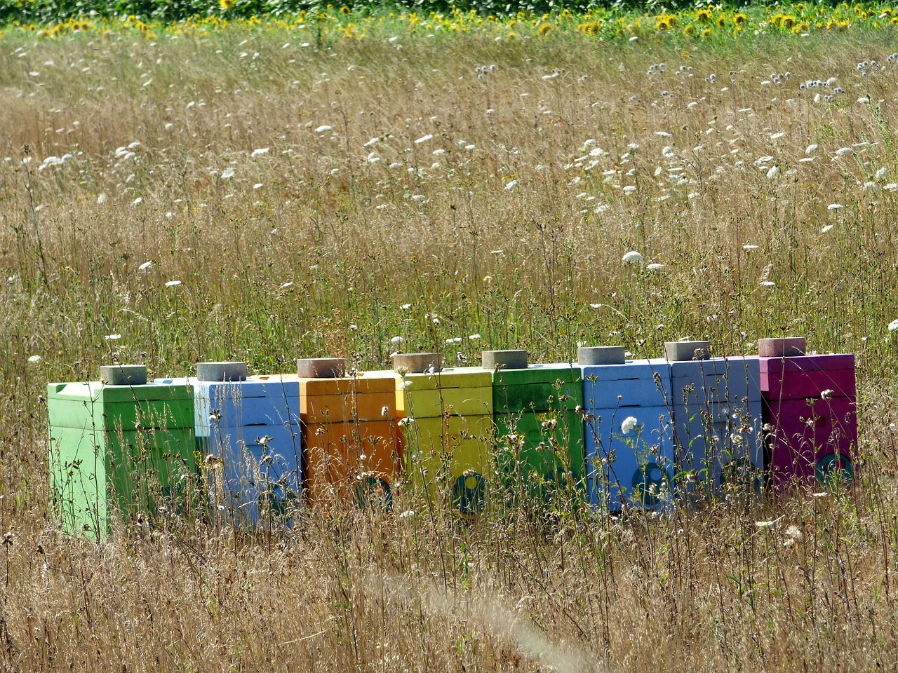 Plus de 1 000 images de Ruches et de Abeille - Pixabay