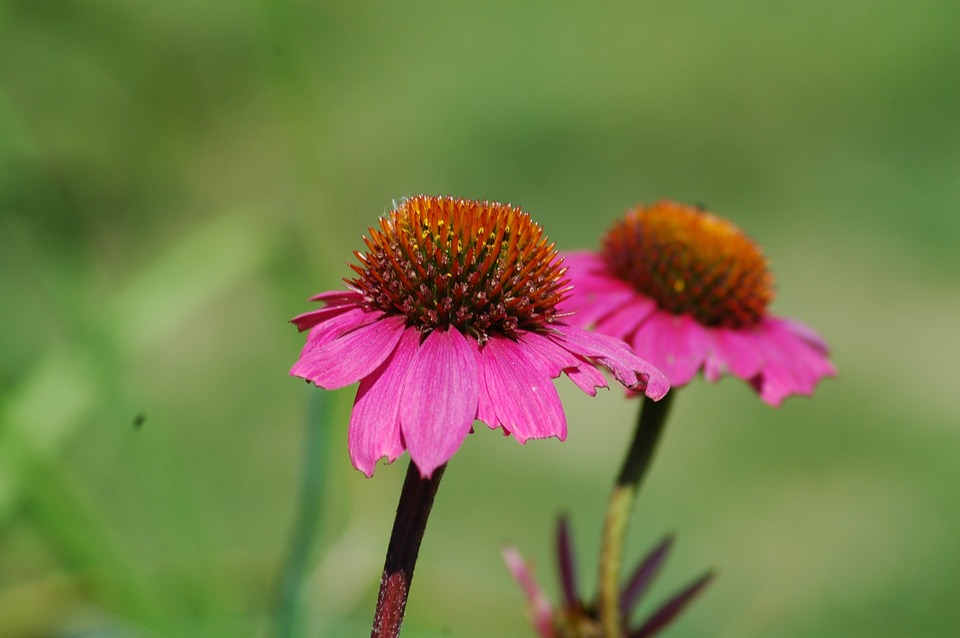 Natur Blume Flora - Kostenloses Foto auf Pixabay