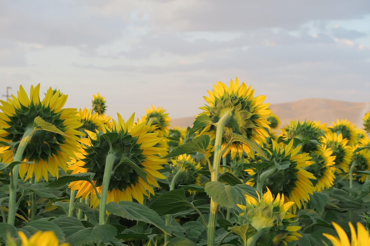 Sunflower Facing The Day Herb - Free photo on Pixabay - Pixabay
