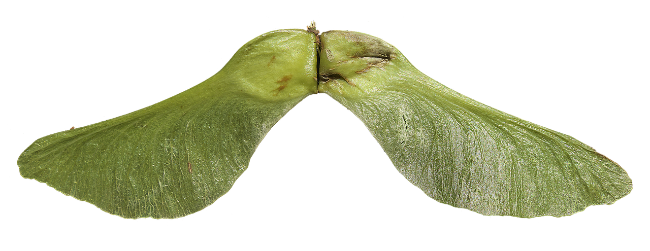 Ahorn Nasenzwicker Propeller - Kostenloses Foto auf Pixabay - Pixabay