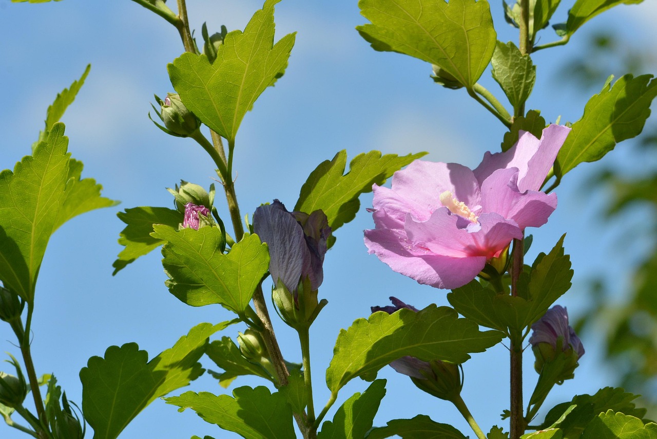400,000+ Free Hybiscus Flower & Flower Photos - Pixabay