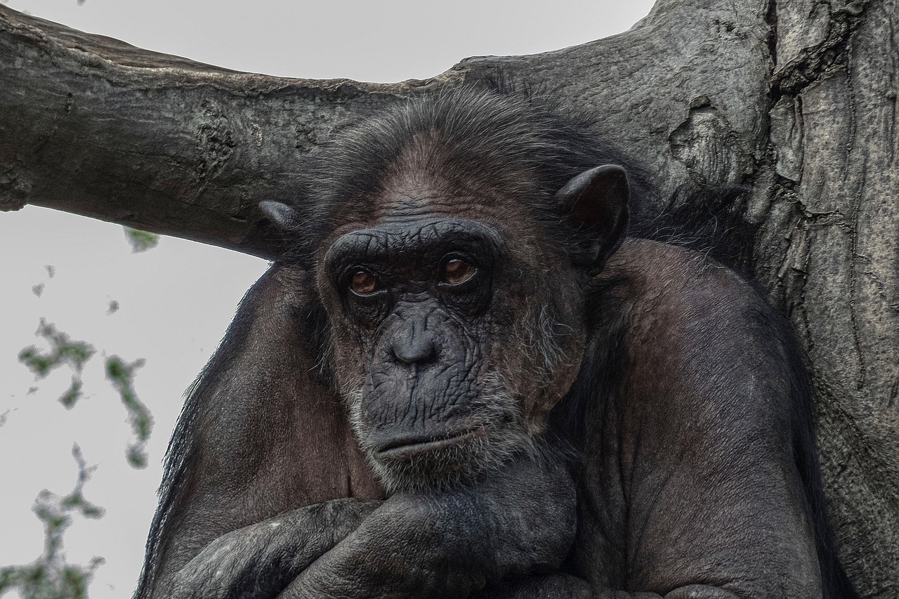 Zoo Ape Primqate - Free photo on Pixabay - Pixabay