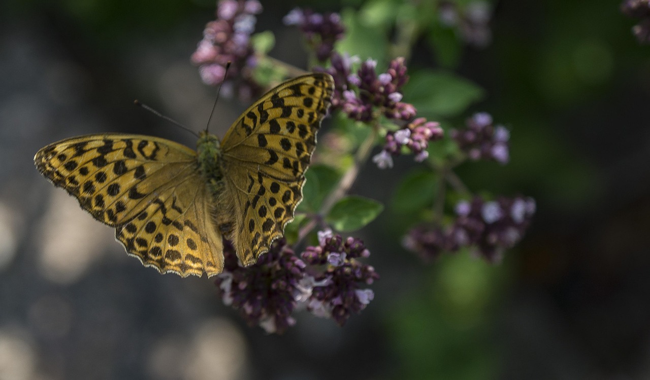 Butterfly Blossom Bloom - Free photo on Pixabay - Pixabay
