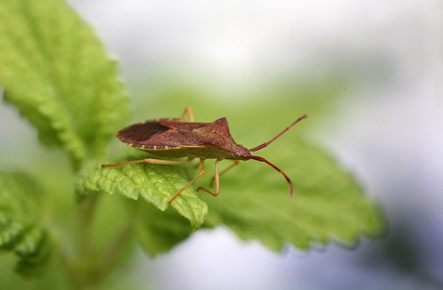 Bug Beetle Nature Close - Free photo on Pixabay - Pixabay