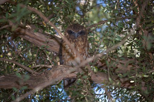 6+ Free Boobook Owl & Owl Images - Pixabay