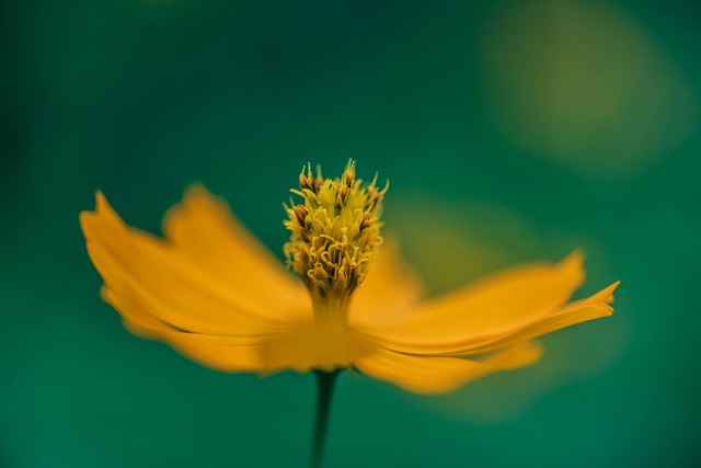 Fleurs Jaune Couleur - Photo gratuite sur Pixabay - Pixabay