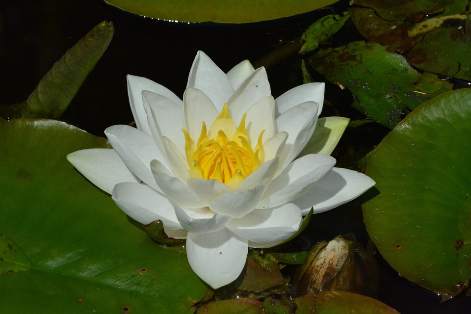 Lirio De Agua Estanque Blanco - Foto gratis en Pixabay - Pixabay