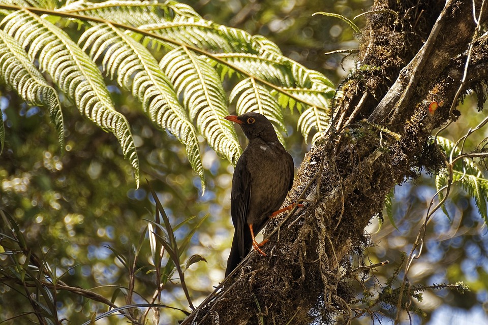 Colombie Tropiques Oiseau - Photo gratuite sur Pixabay - Pixabay