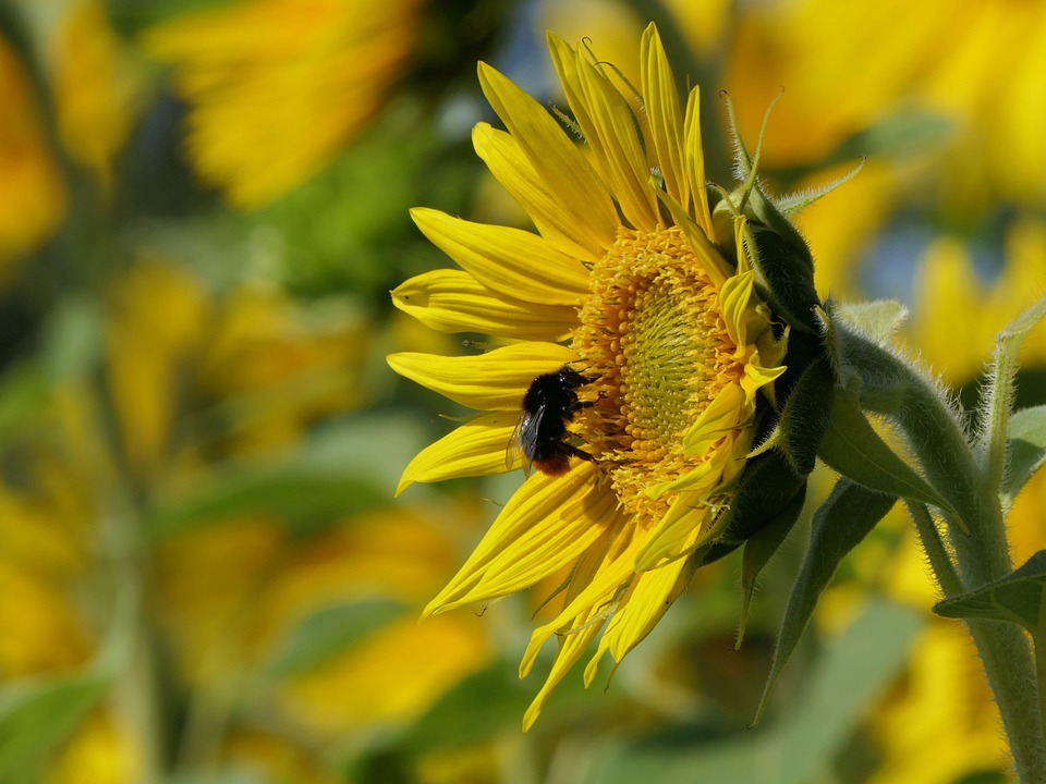 Sunflower Sunny Insect - Free photo on Pixabay