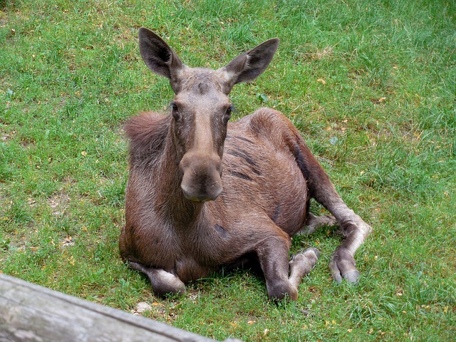 Los Animal Mammal - Free photo on Pixabay