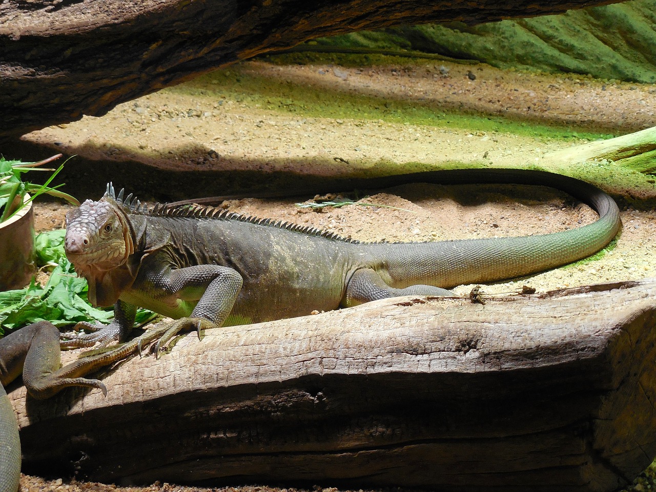 Iguana Bluish Animal Good - Free photo on Pixabay - Pixabay