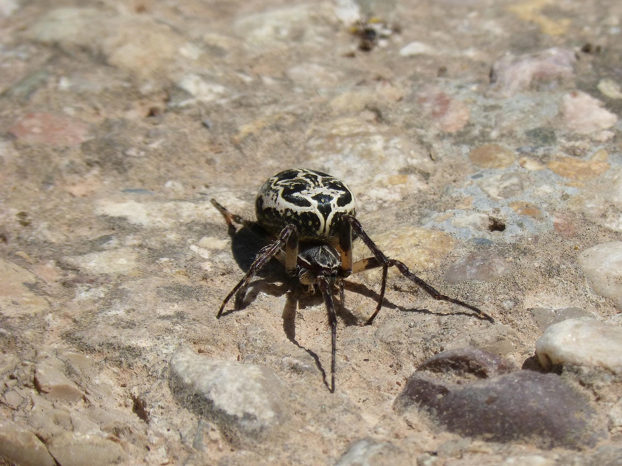 Spider Arachnid Pattern - Free photo on Pixabay - Pixabay