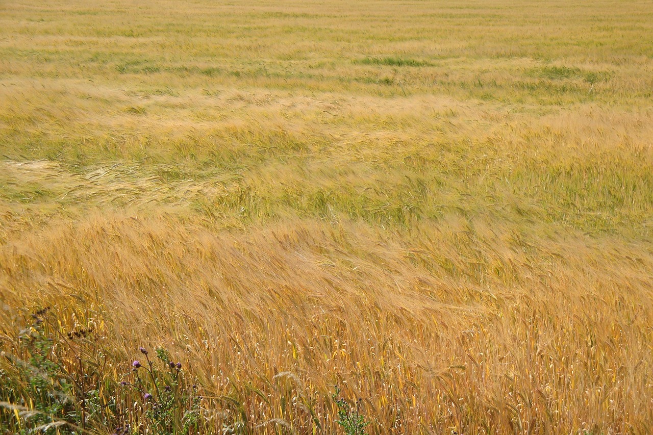 Field Waves Sea - Free photo on Pixabay - Pixabay