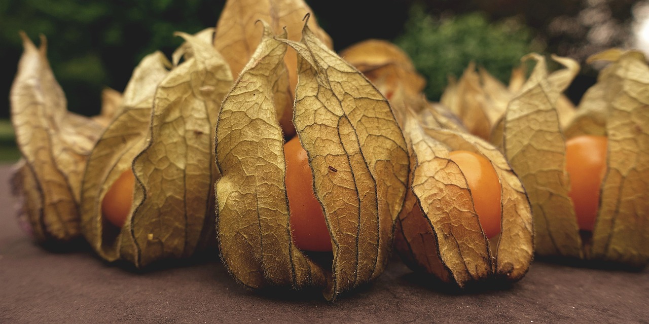 Physalis Fruit Berry - Free photo on Pixabay