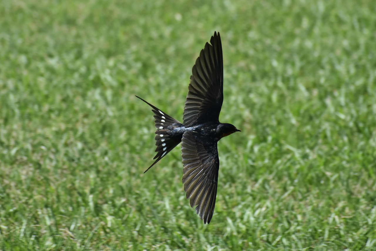 Animal Park Lawn - Free photo on Pixabay