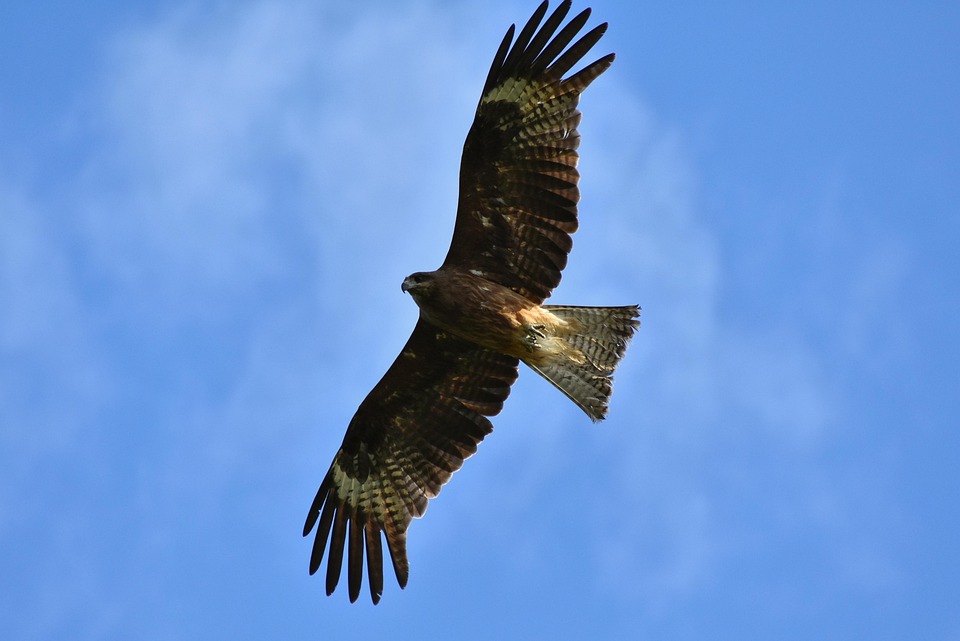 Animal Sky Bird Wild - Free photo on Pixabay
